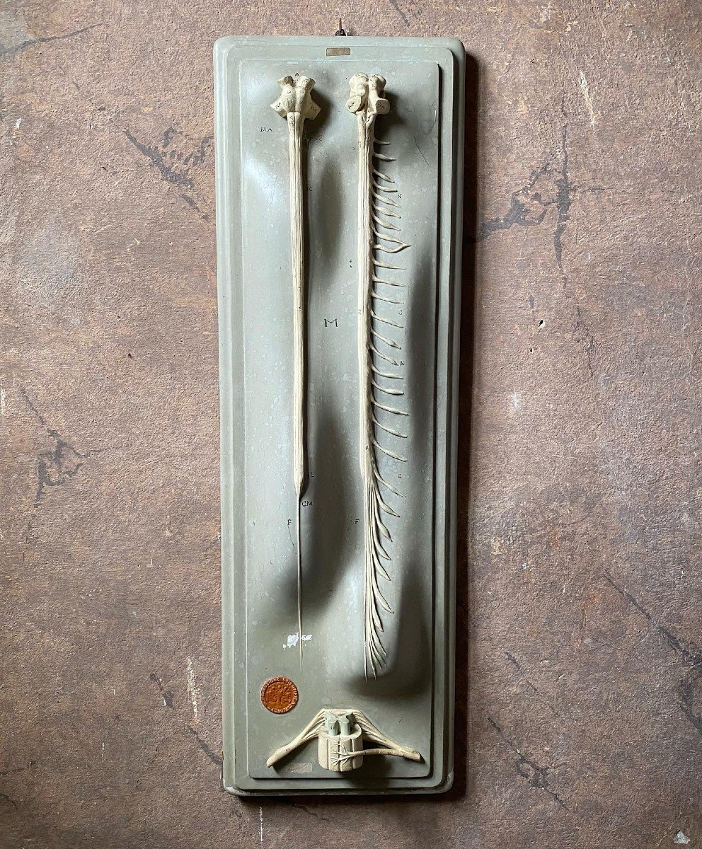 Proantic: Spinal Cord Anatomical Model - Paper Mache