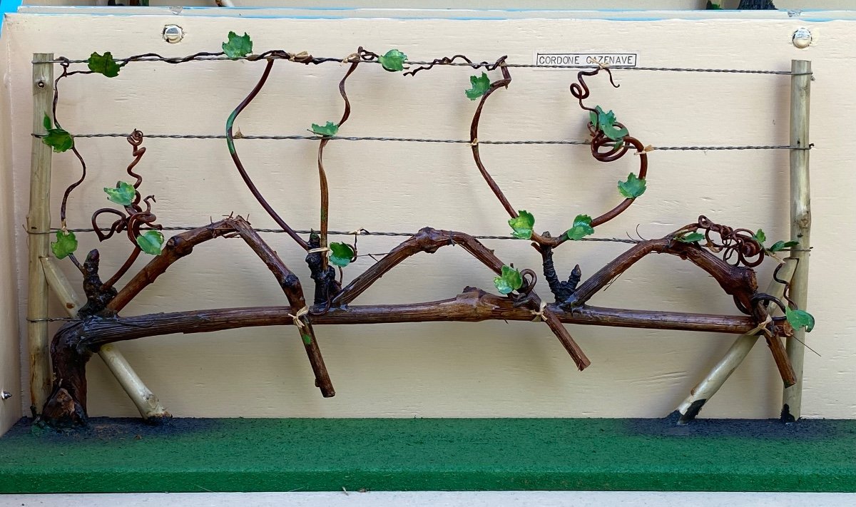 Proantic: Model For Vine Pruning Demonstration