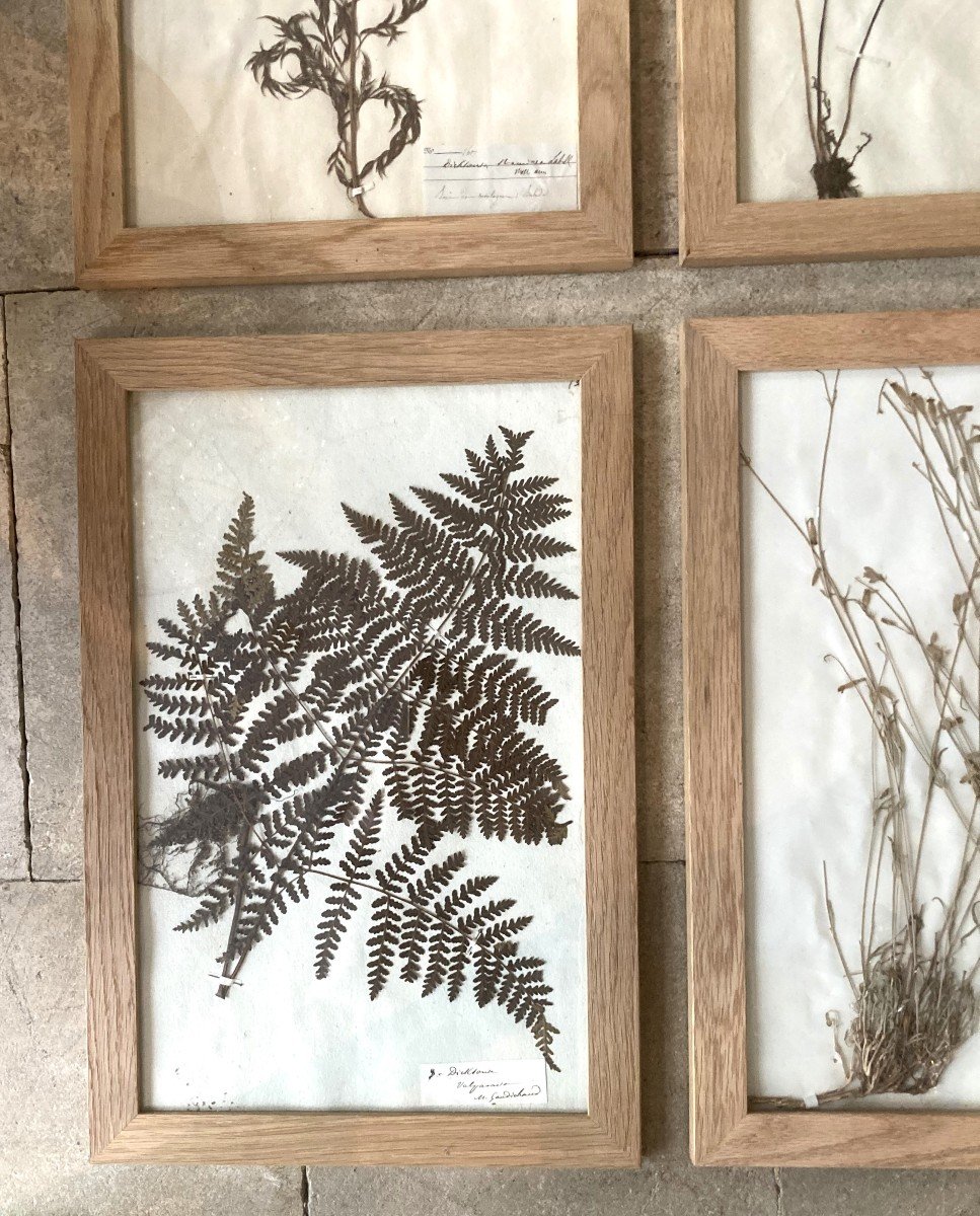 Proantic: XIXth Herbarium