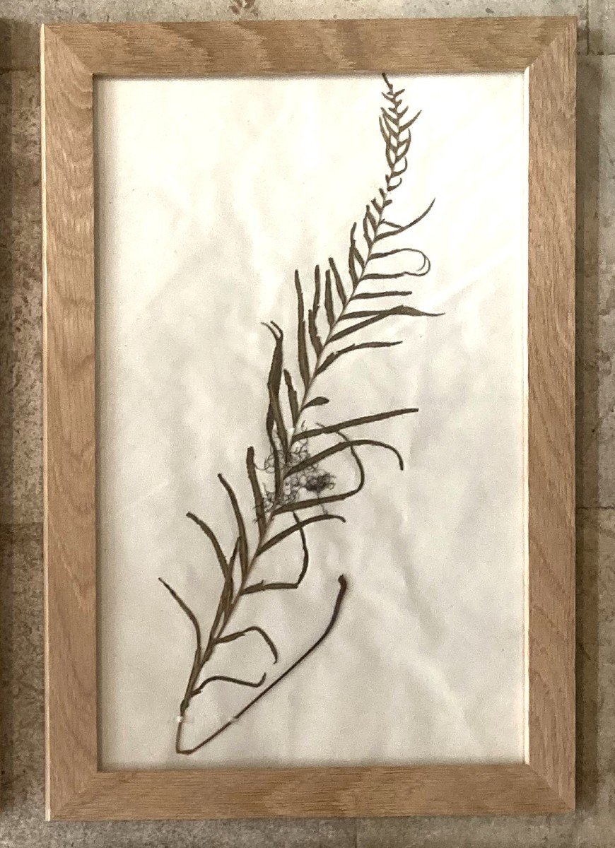 Proantic: XIXth Herbarium