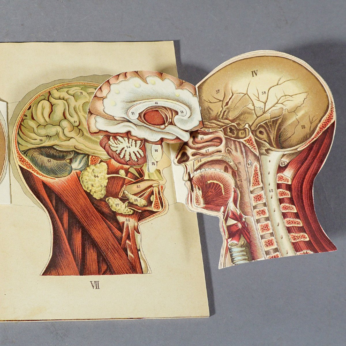 Proantic: Antique Folding Anatomical Brochure Depicting Human Anatomy