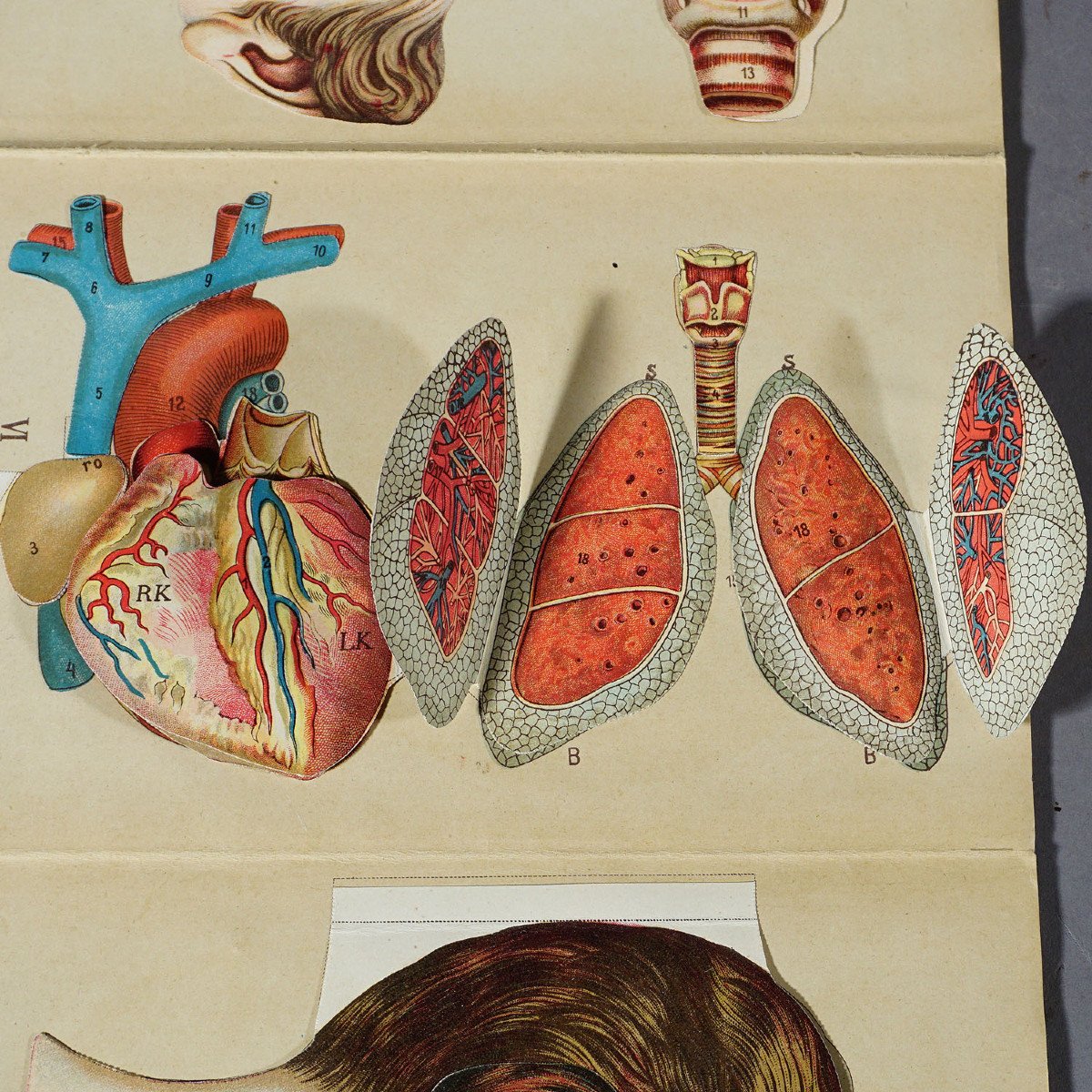 Proantic: Antique Folding Anatomical Brochure Depicting Human Anatomy