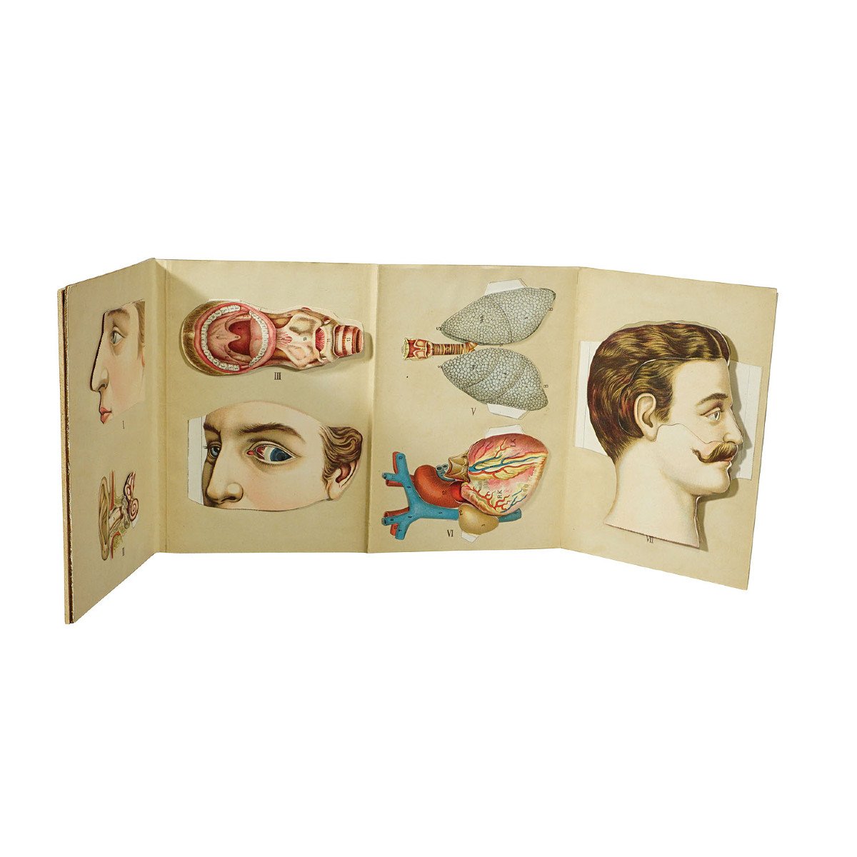 Proantic: Antique Folding Anatomical Brochure Depicting Human Anatomy