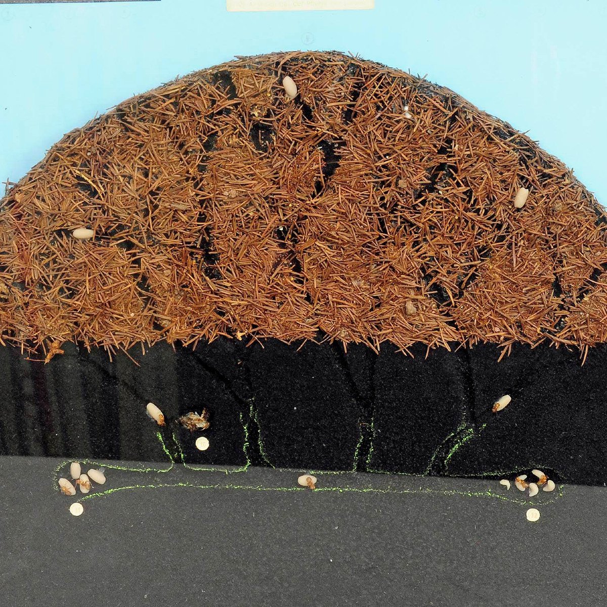 School Teaching Display Anthill Of The Horse Ant