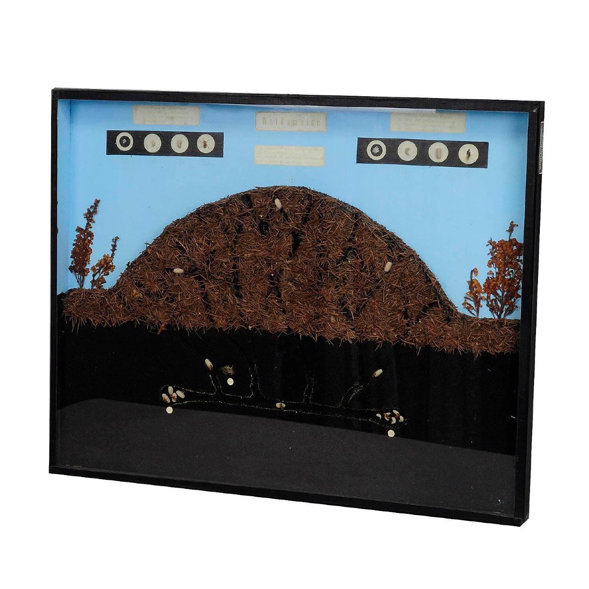 Proantic: School Teaching Display Anthill Of The Horse Ant