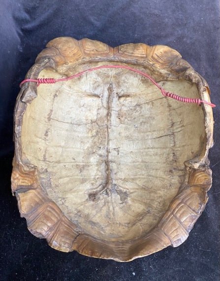 Proantic: Very Large Sand Turtle Shell