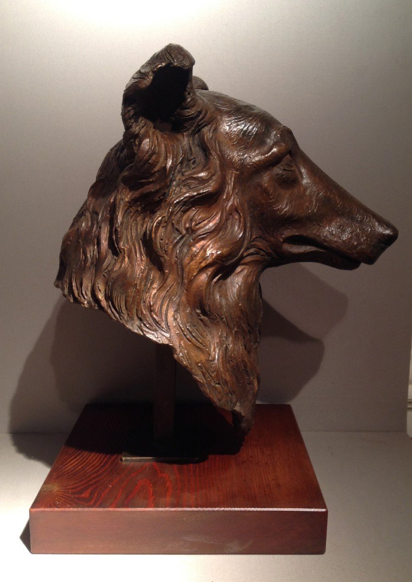 Proantic: Bronze Dog Bust From A Border Collie By Ettoe Cedraschi, Ita