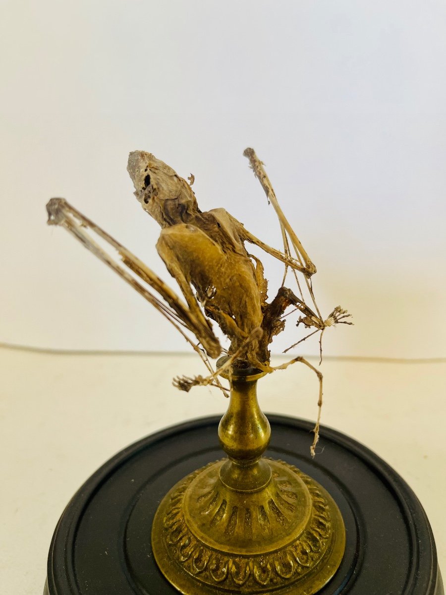 Proantic: Mummified Bat