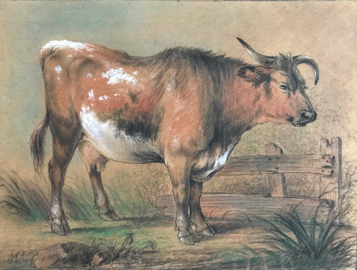 Proantic: Study Of A Cow, Pastel, Drawing
