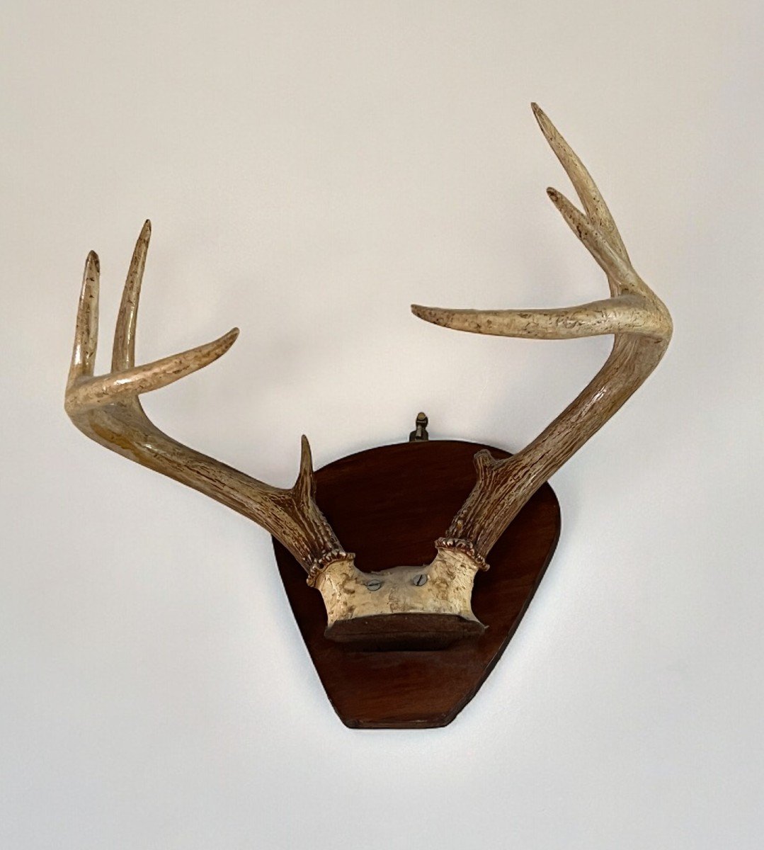 Proantic: Deer Antlers Mounted On Wooden Base