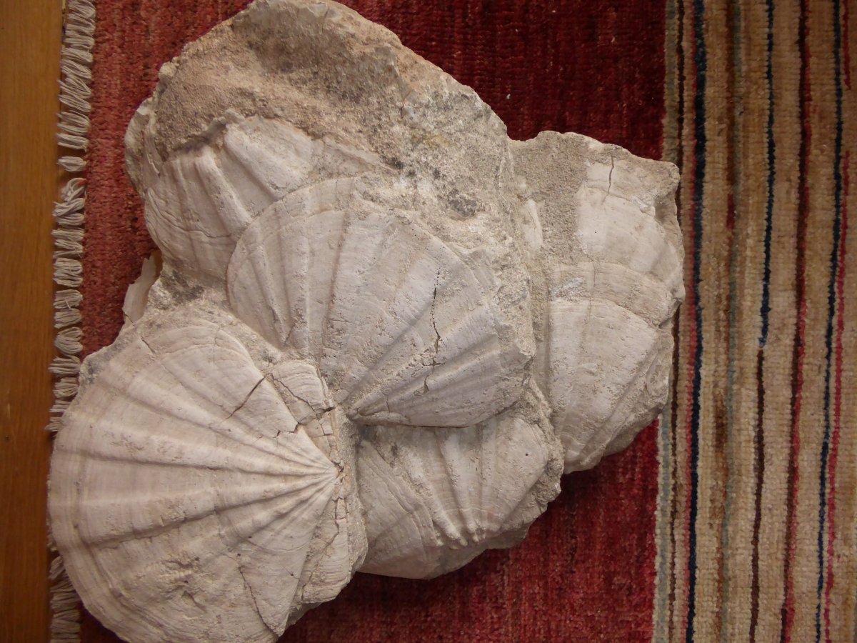 Limestone Block, Fossil Of Scallops, Miocene