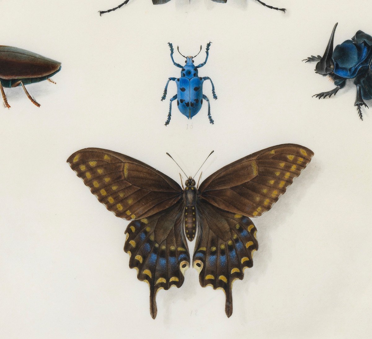 Etude d’insectes sur vélin, début du XVIIIe siècle Le Magazine de Proantic
